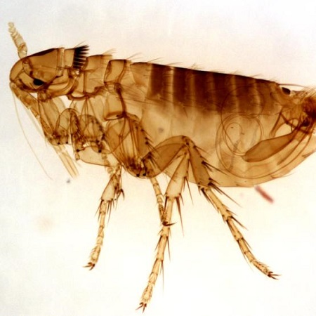 Fleas | A-Best Pest | Termite & Pest Control in Northeast Ohio